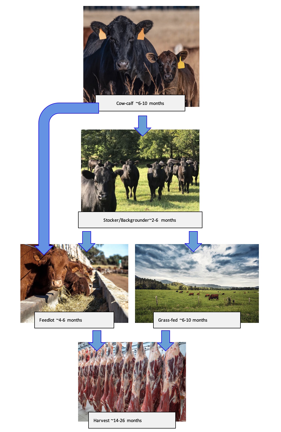 Cattle And Land Use The Differences Between Arable Land And Marginal
